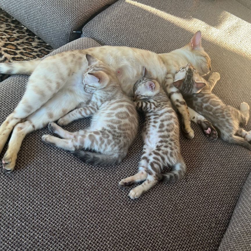 Бенгальские котята линкс