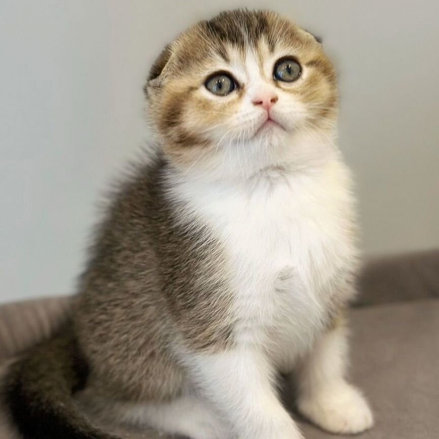 Шотландская вислоухая