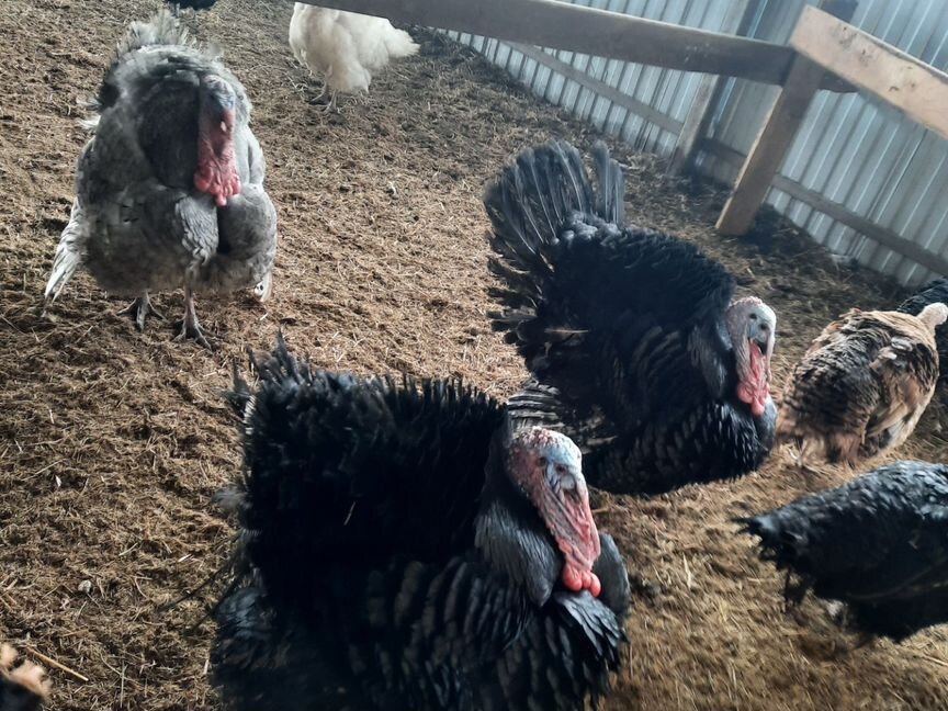 Индюки домашние