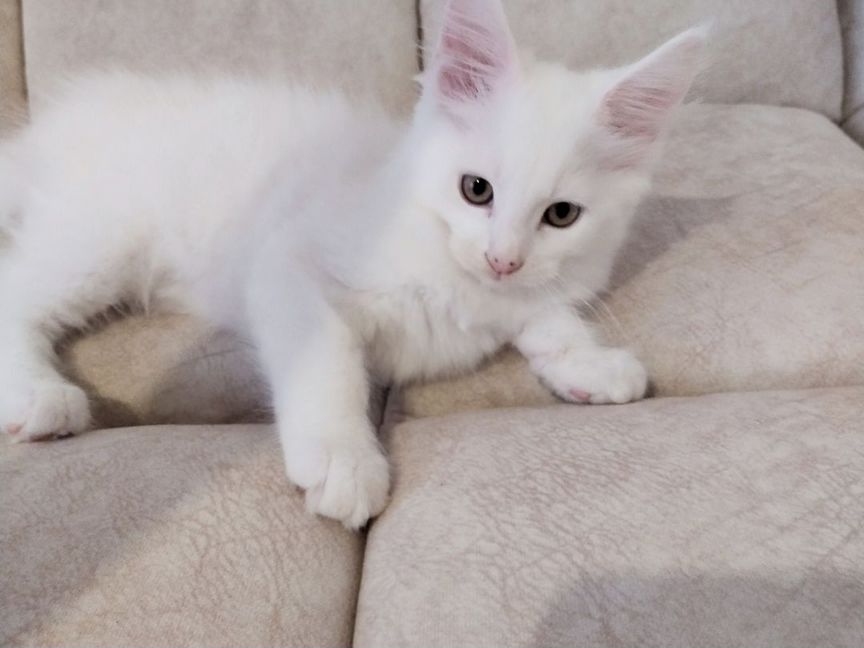 Котята мэйн кун