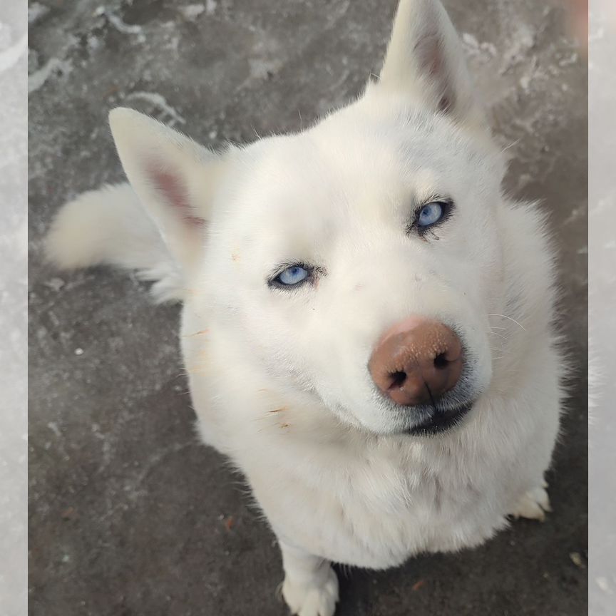 Сибирский хаски, взрослый пёс