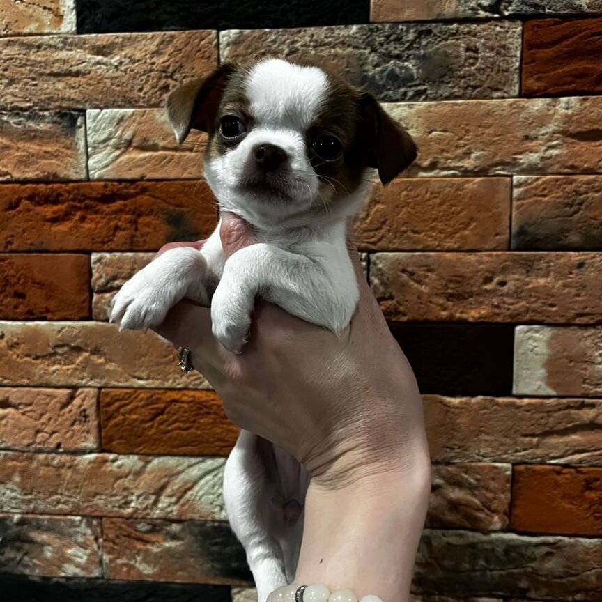 Щенки чихуахуа мини