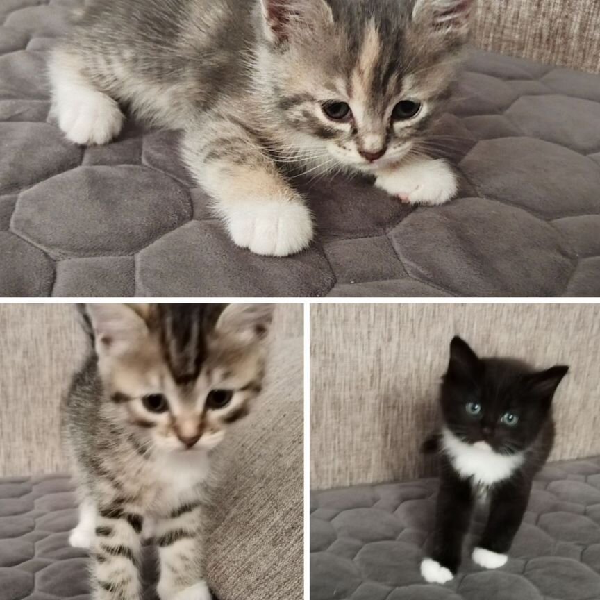 Котята в добрые руки бесплатно девочки