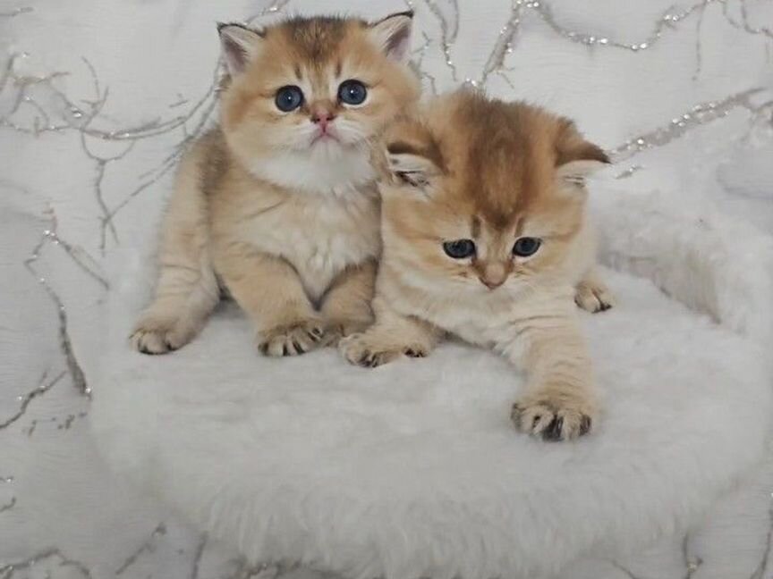 Котенок Золотая шиншилла девочка
