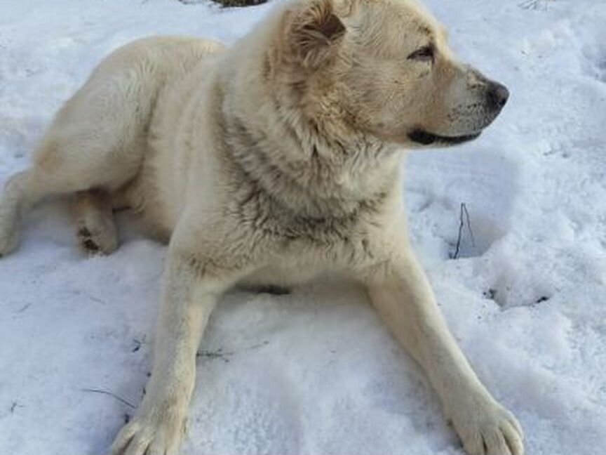 Вязка