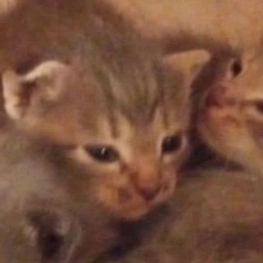 Шотландские-британские котята