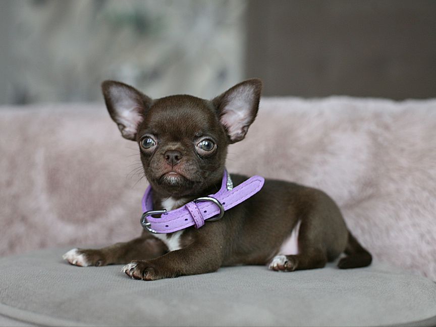 Чихуахуа мини мальчик