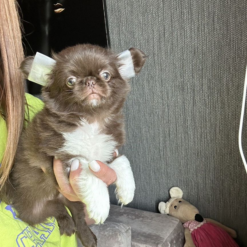 Мальчик Чихуахуа