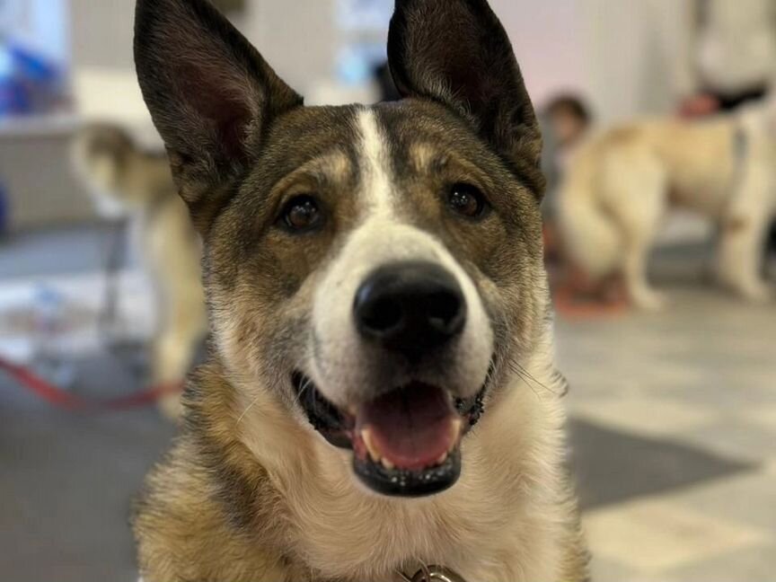 Пёсик Чуча в добрые ручки