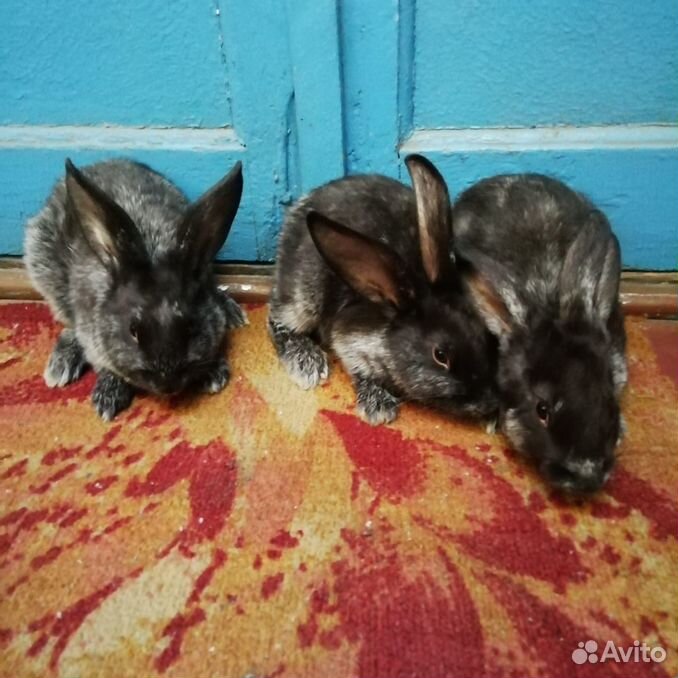 Кролики Полтавское серебро