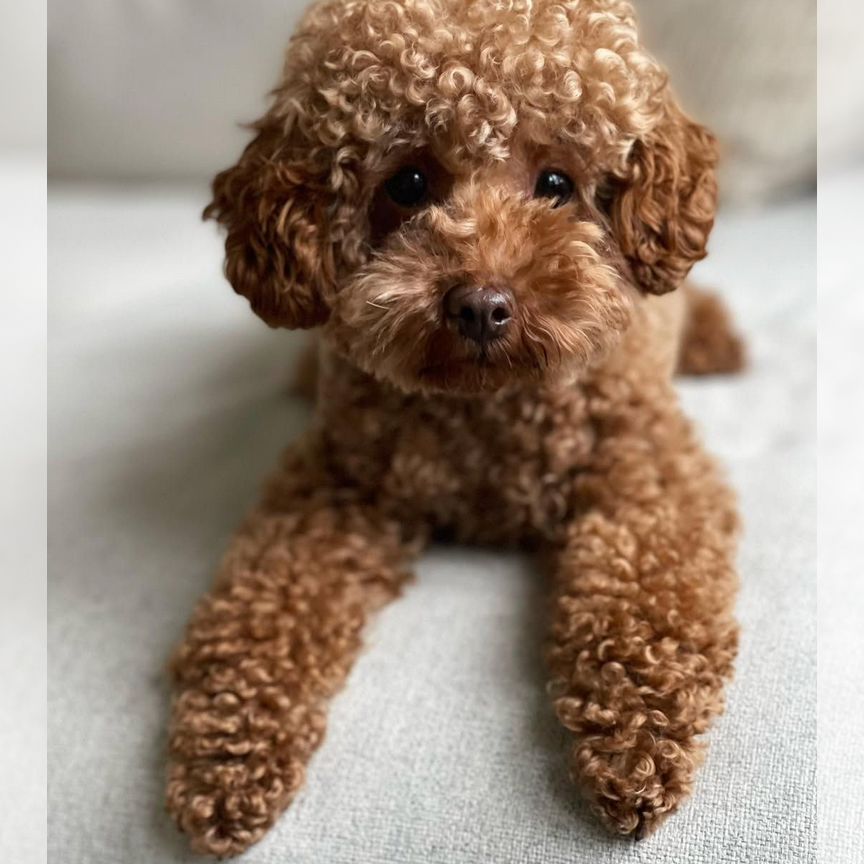 Той-пудель, щенок