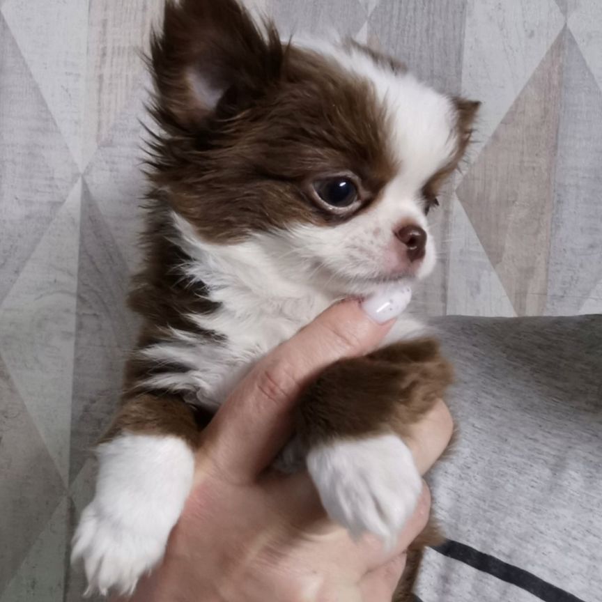 Мальчик чихуахуа
