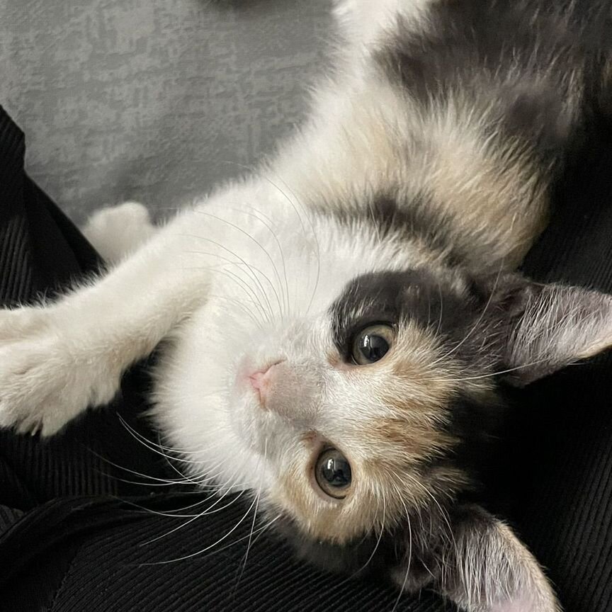 Котенок в добрые руки бесплатно