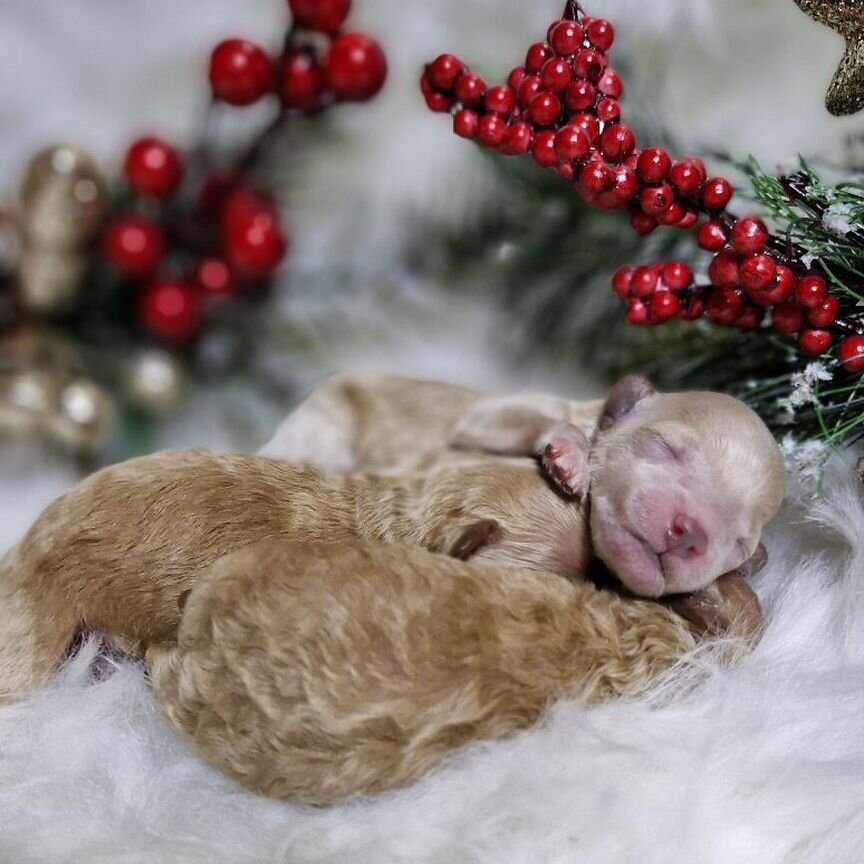 Щенки абрикосового той-пуделя и тикап