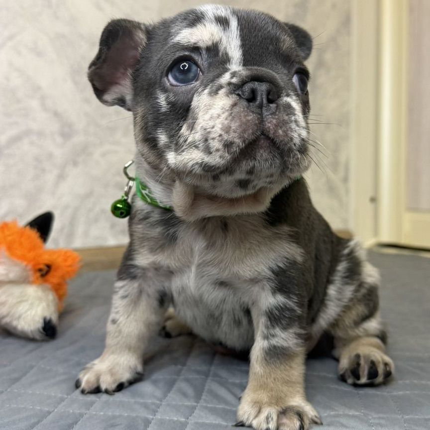 Французский бульдог, щенок