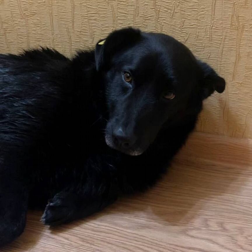 Собачка в добрые руки