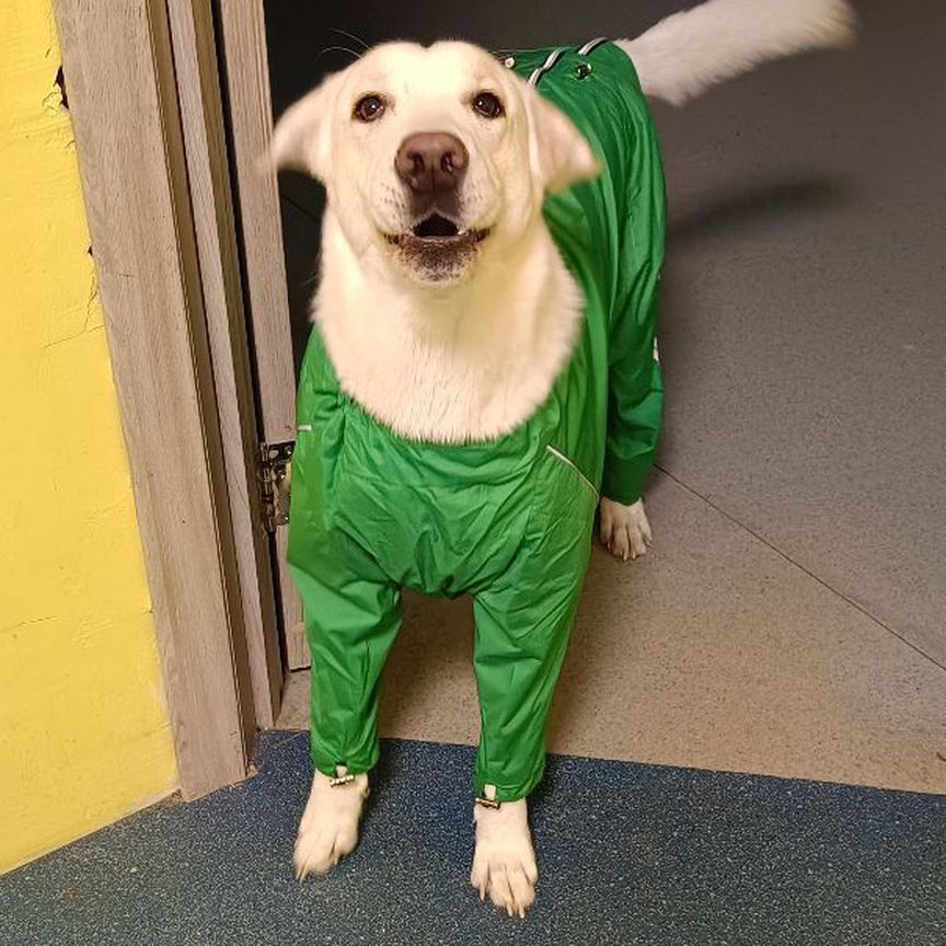 Лабрадор-ретривер, щенок