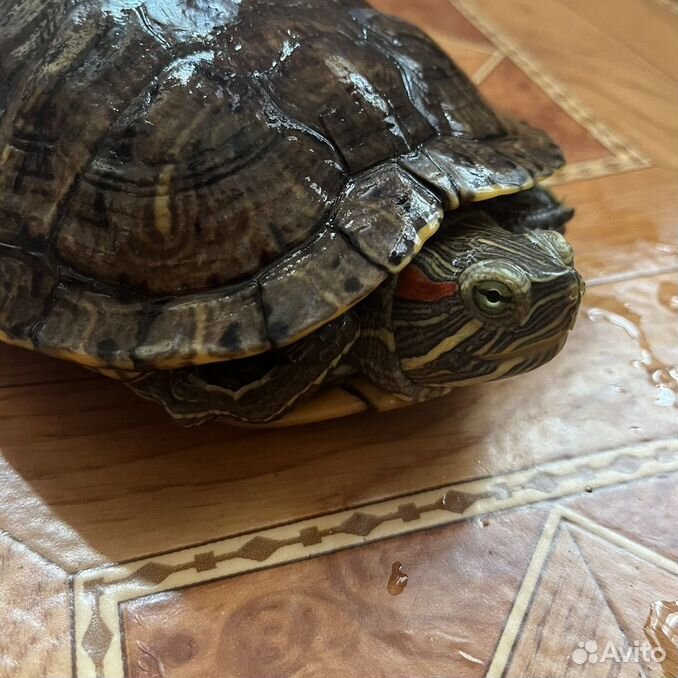 Черепаха + аквариум, фильтр и т.д