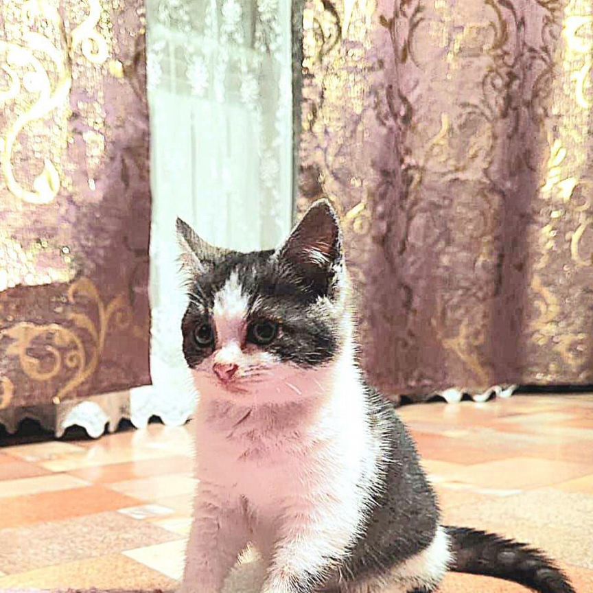 Барсик в добрые ручки