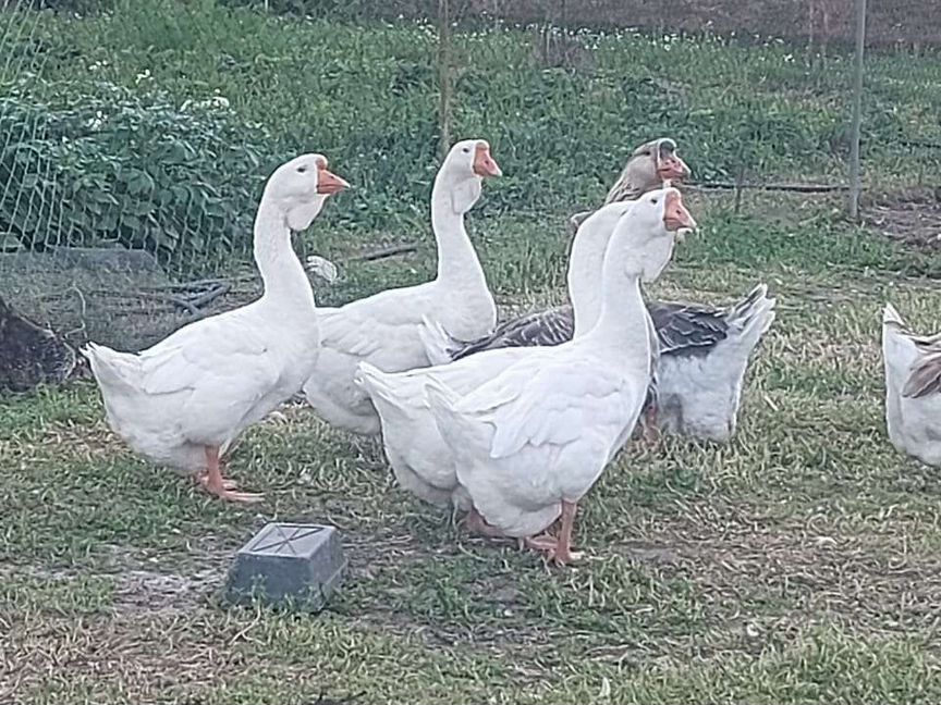 Гуси холмагоры