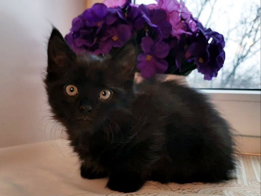 Восхитительная Сима - котёнок 2 месяца