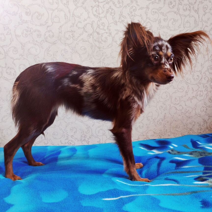 Русский той-терьер, щенок