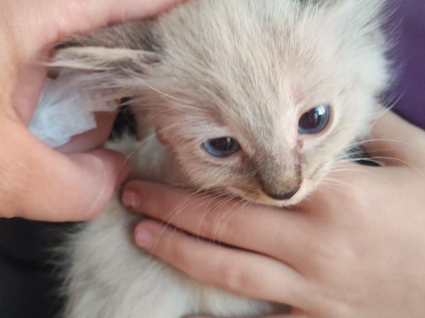 Котенок в добрые руки