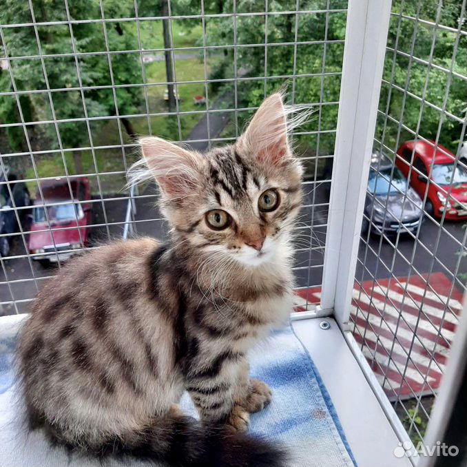 Котенок Марси