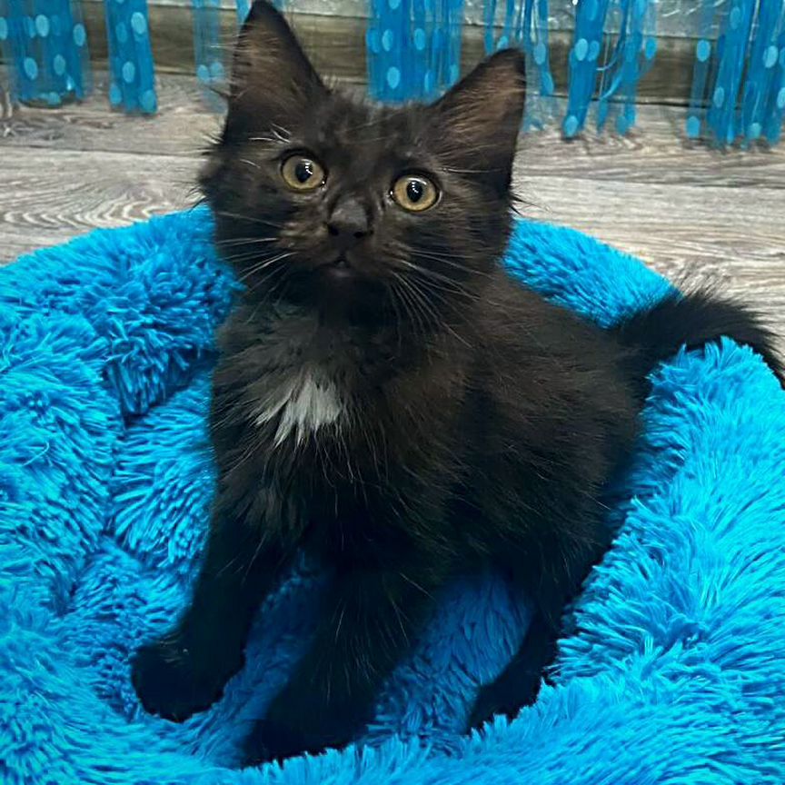 Котенок мальчик 2 мес