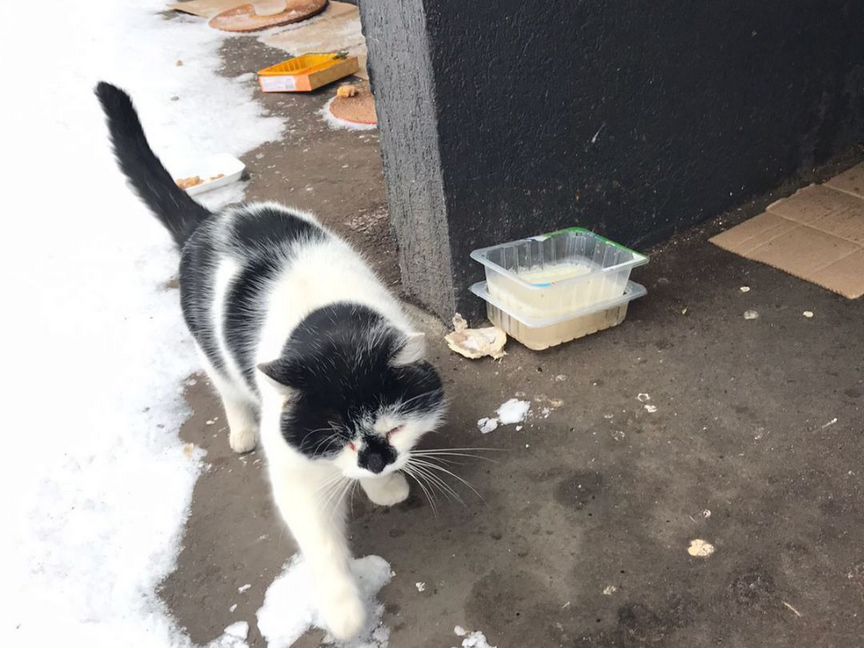 На улице мёрзнет добрый кот