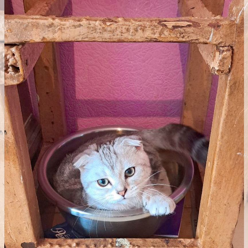 Вислоухий котик