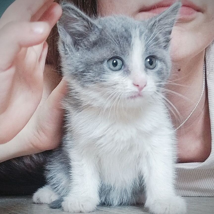 Малышка ищет дом