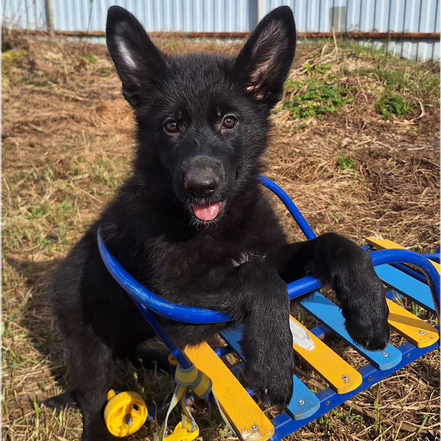 Немецкая овчарка, щенок