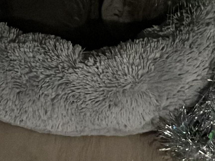 Британский кот вязка