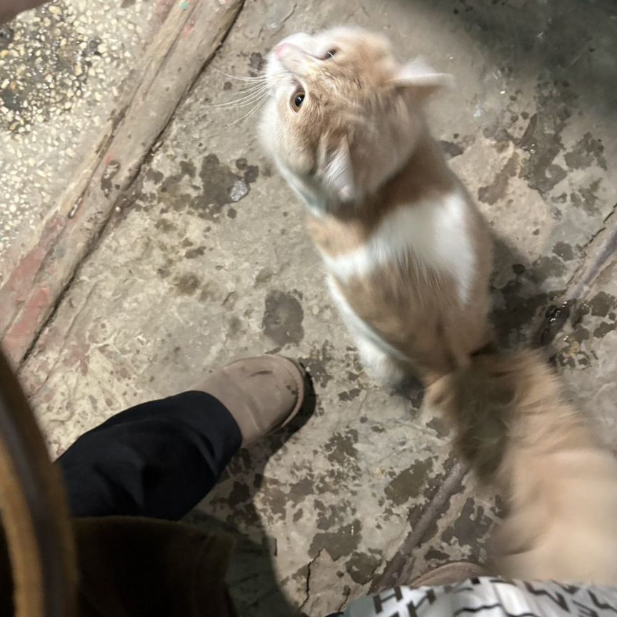 Кошка кот