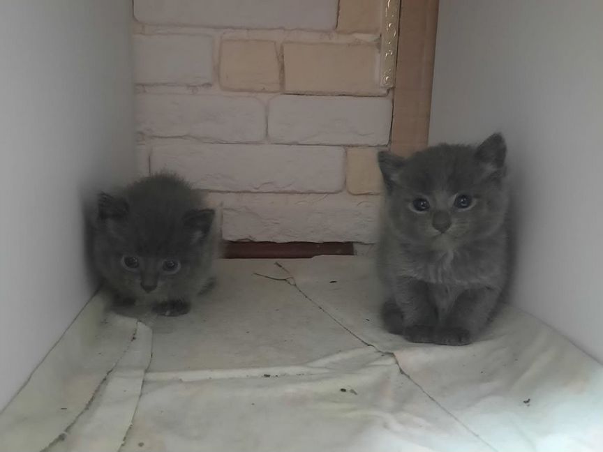 Котята в добрые руки бесплатно