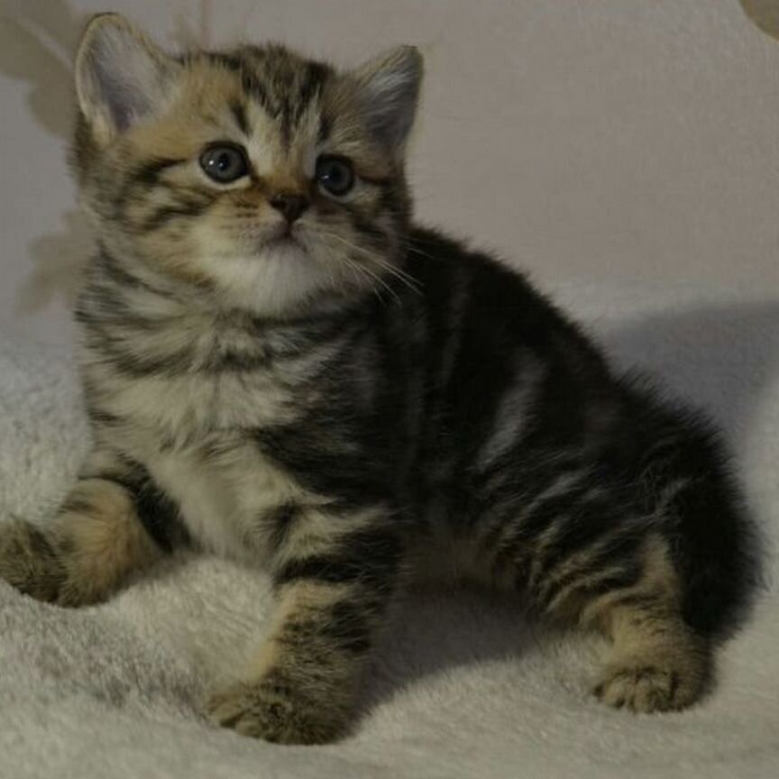 Шотландские котята скотиш страйт