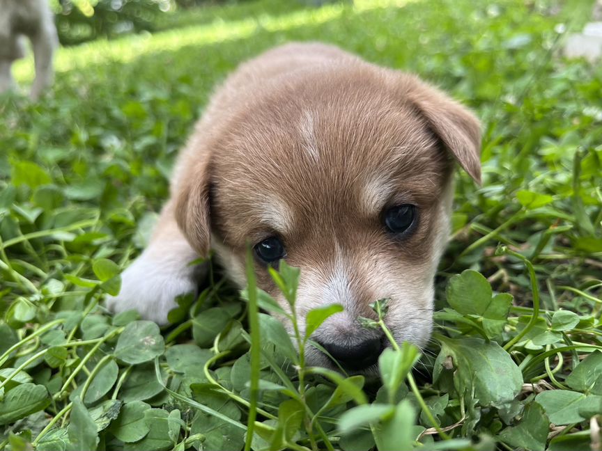 Щенок в добрые руки бесплатно (девочка)