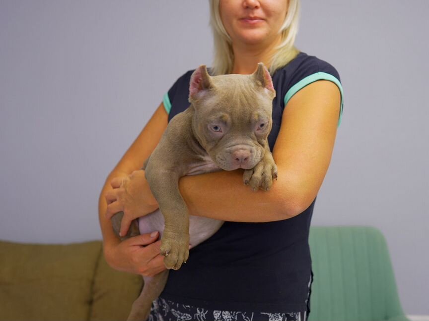 Американский Булли щенок лиловая девочка 4 месяца