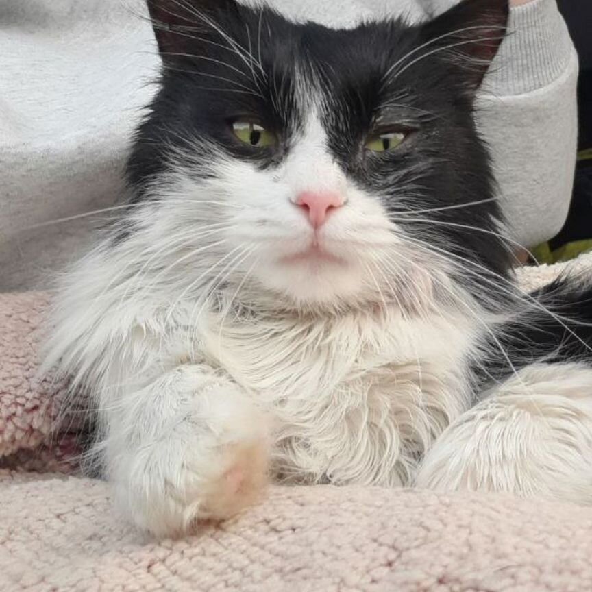 Котик ищет дом