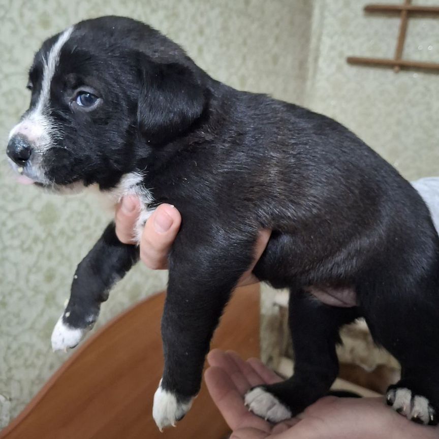 Щенок в добрые руки