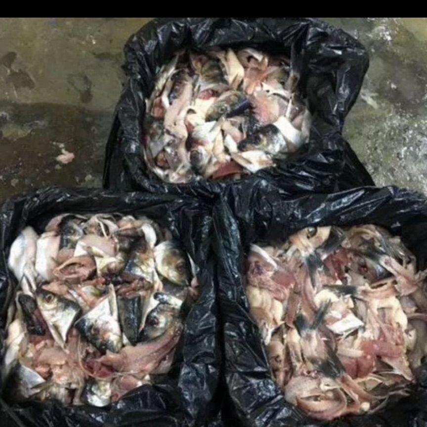 Отходы, рыбные отходы для животных