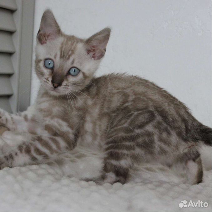 Снежная бенгальская малышка окраса линкс