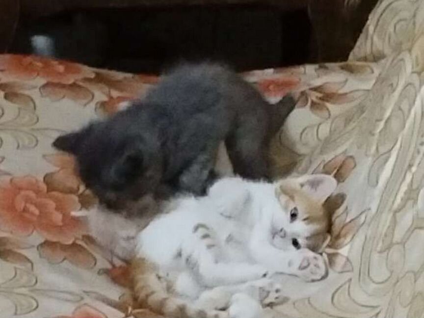 Сибирская кошка