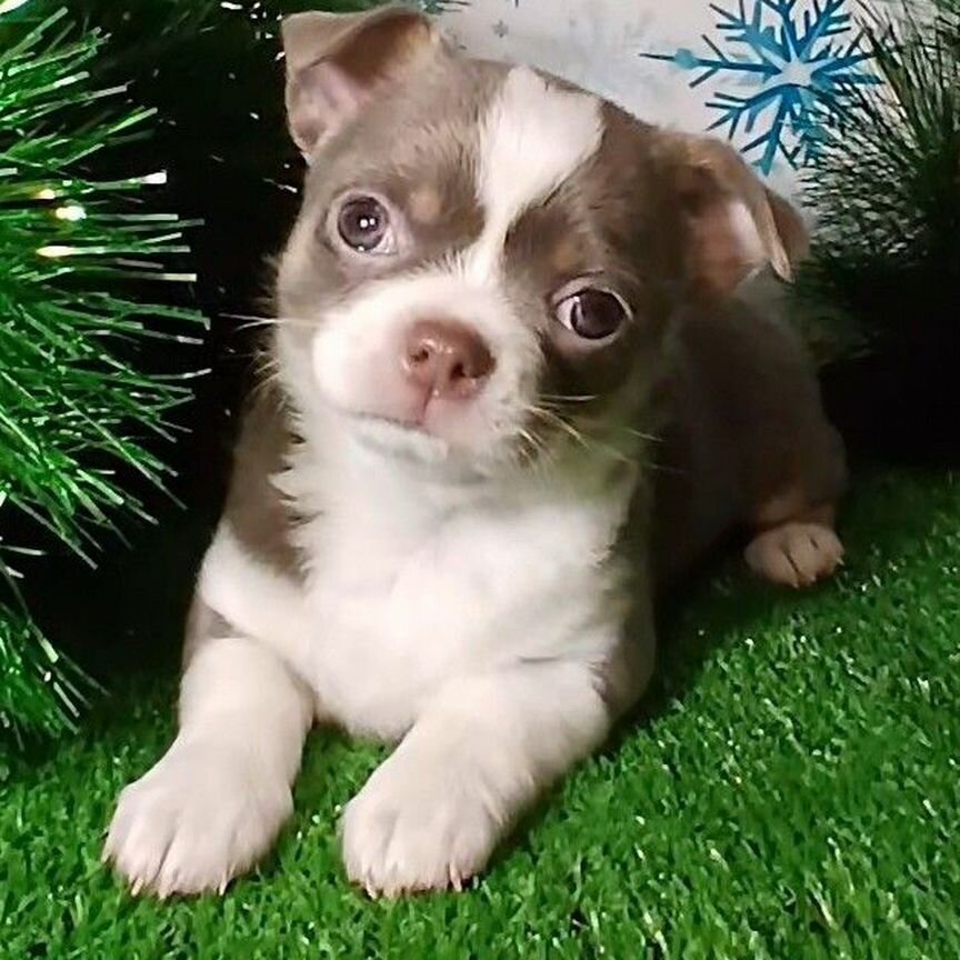 Чихуахуа, щенок