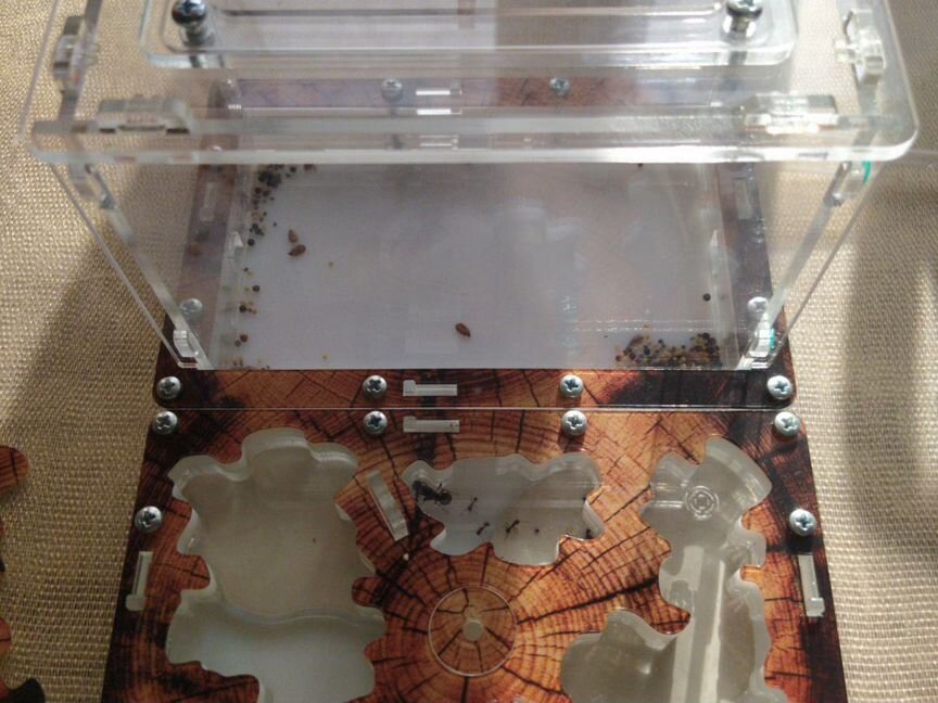 Муравьиная ферма, формикарий