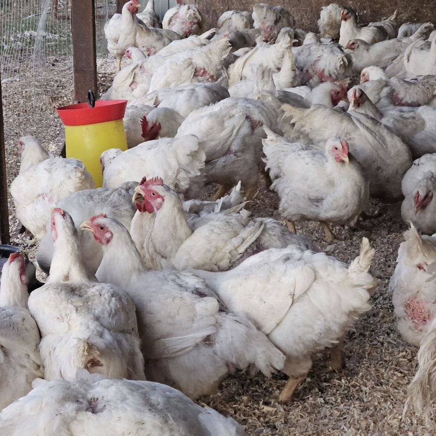 Бройлеры живым весом на убой