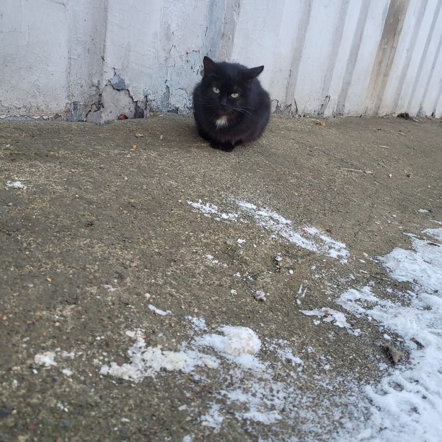 Мама кошка и котята