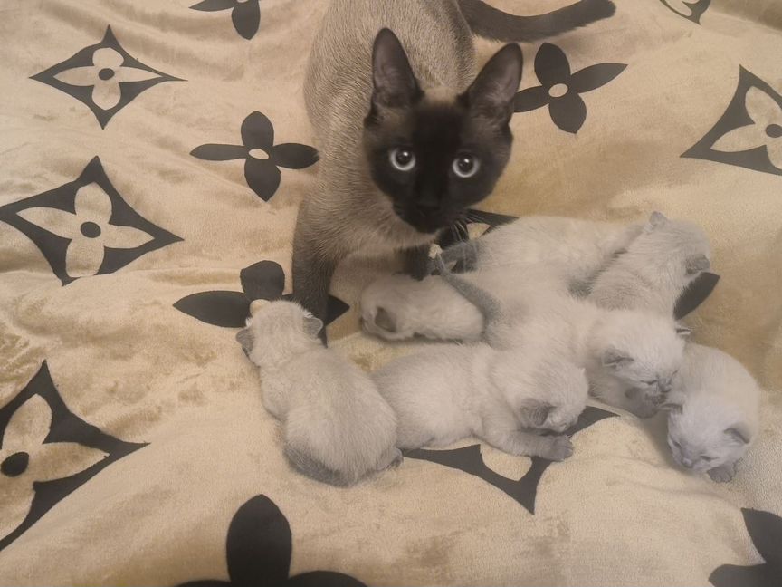 Тайские котята