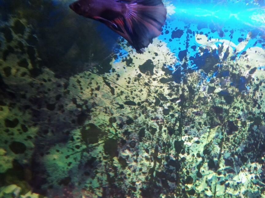 Рыбка петушок самец и курочка